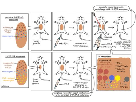 Antigen Epitope