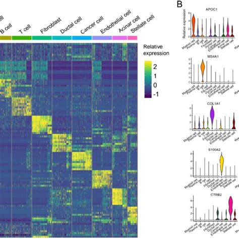 Scrna Seq Demonstrating Specific Cell Subpopulation Markers A