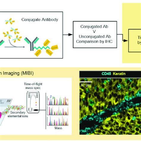 Mibi Produces Complementary Deeper Data To Other Imaging Modalities Download Scientific