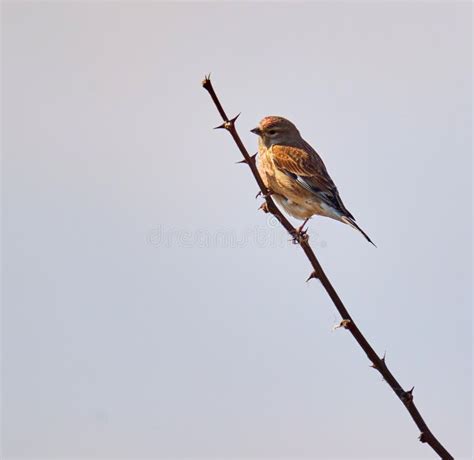 Common Linnet Bird Perched Stock Image Image Of Ornithology