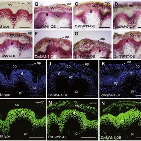Fluorescence Intensity Measurements In Root Cells A Image Of The Root Download Scientific