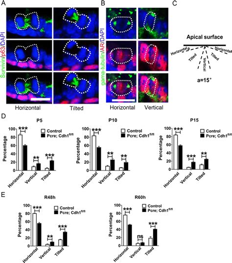 Oriented Cell Division Of Prostate Epithelial Cells During Postnatal Download Scientific