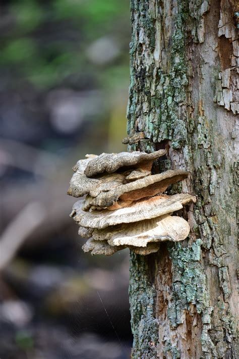 Tree Fungus Mushroom Free Photo On Pixabay