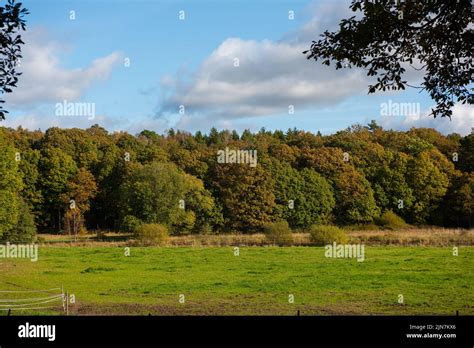 Trees On Grass Field With Blue Sky Background Stock Photo Alamy