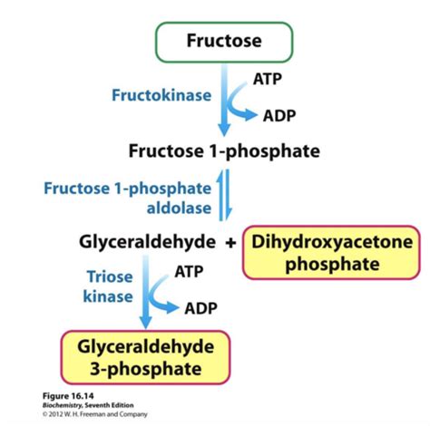 Galactose And Fructose Metabolism Flashcards Quizlet