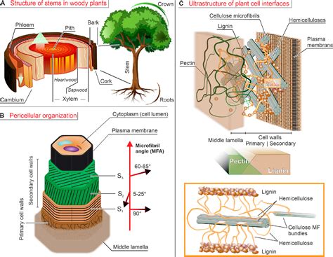 Figure 1 From Lignin The Lignification Process And Advanced Lignin