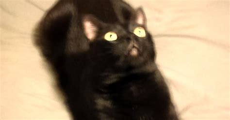 Must Kill All Strings Album On Imgur