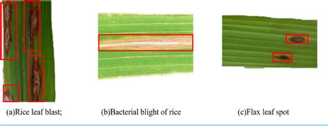 Figure 1 From Diagnosis And Application Of Rice Diseases Based On Deep Learning Semantic Scholar