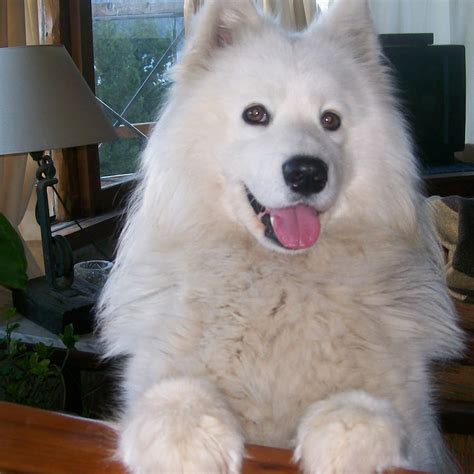 Patricia Morinelli Youtube