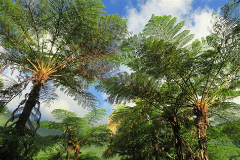 蕨类 树结构 热带 Pixabay上的免费照片 Pixabay