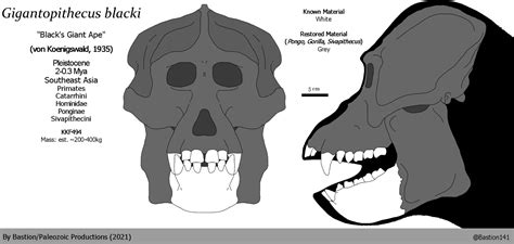 Gigantopithecus Skull