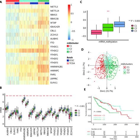 The M6a Regulator Modification Patterns In Hepatocellular Carcinoma