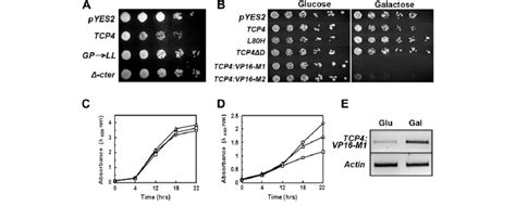 Tcp4 Activity Inhibits Yeast Growth A Growth Assay Of Download Scientific Diagram