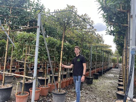 Red Robin Umbrella Trees Photinia X Fraseri Harrod Outdoors