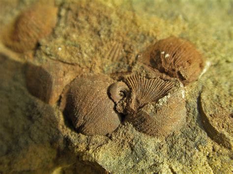 Bivalve Internal Structure R Fossilid