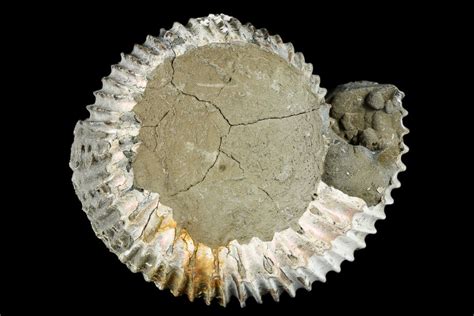 3 5 Iridescent Pyritized Ammonite Fossil Russia 181238 For Sale