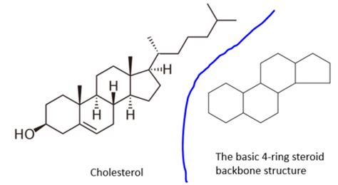 Introduction To Hormones Flashcards Quizlet