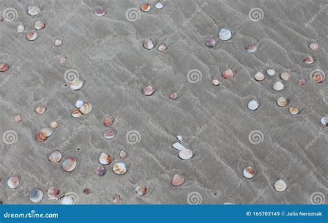 Lots Of Beautiful Small Shells On The Sandy Beach Stock Image Image