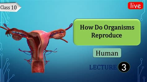 How Do Organisms Reproduce Sexual Reproduction Female Class Part YouTube