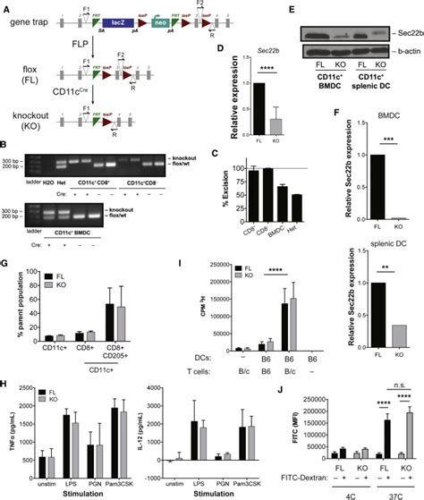 A Critical Analysis Of The Role Of Snare Protein Sec22b In Antigen Cross Presentation Cell Reports
