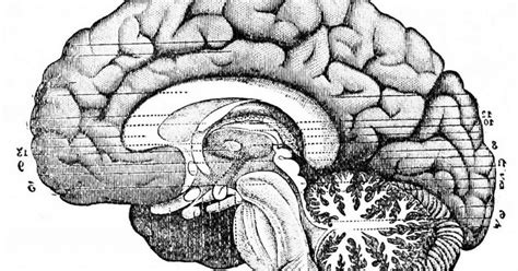 Subcortical Structures Of The Brain Types And Functions