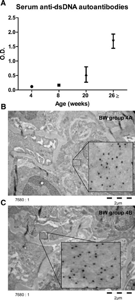 Levels Of Serum Anti Dsdna Autoantibodies In Bw Mice Of Different Ages Download Scientific