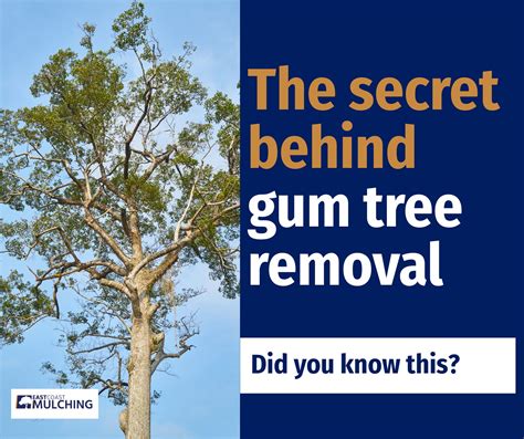 The Sad Reality About Gum Tree Removal That We Need To Know