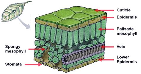 Structure Of Epidermis In Plants QS Study
