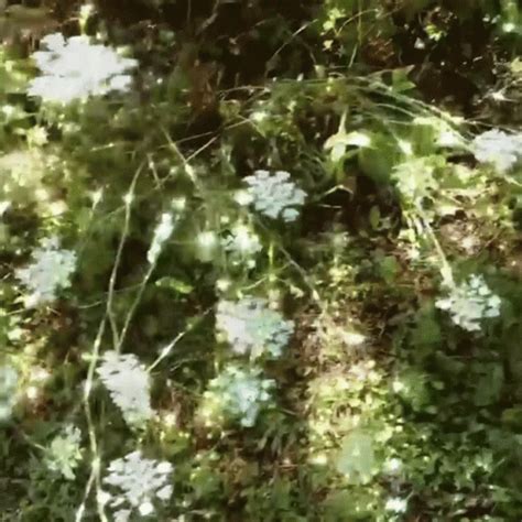 Green Aesthetic S