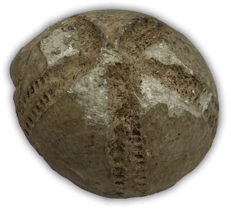 Fossil Boxes Sample Fossils To Uk Schools