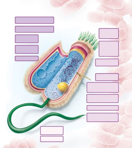 Prokaryotic Cell Structure And Function Flashcards Quizlet