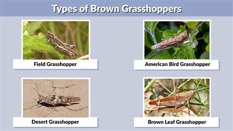 Brown Grasshopper Identification Meaning And Facts