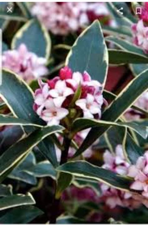 ჰიბისკუსი ჩინური ვარდი Hibiscus