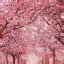 beautiful-cherry-blossom.tumblr.com - Tumbex