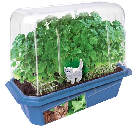 Crazy Cat Plant Ultimate Catnip Growing Kit Eco Friendly Toysrus