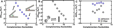 A Plot Of Δg Hinge Vs Number Of Complementary Bases For Ndfs B S1 Download Scientific