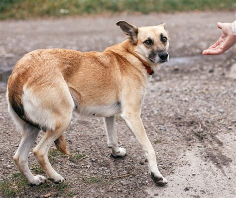 Understanding Fear Aggression in Dogs - The Confident K9