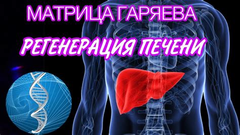 УНИВЕРСАЛЬНАЯ МАТРИЦА ГАРЯЕВА ВОССТАНОВЛЕНИЕ ПЕЧЕНИ Youtube