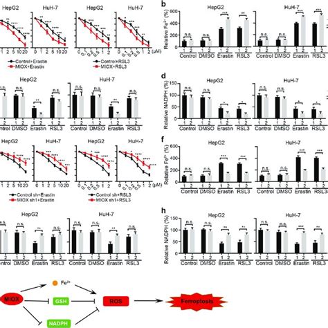 Miox Promotes Ferroptosis By Regulating Fe 2 Gsh And Nadph