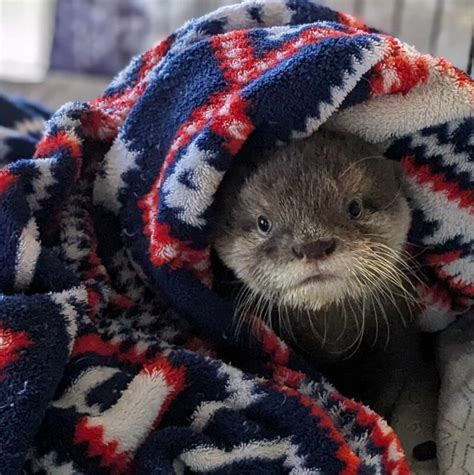 Otter Experiences At North Georgia Zoo Visit And Experience Hands On