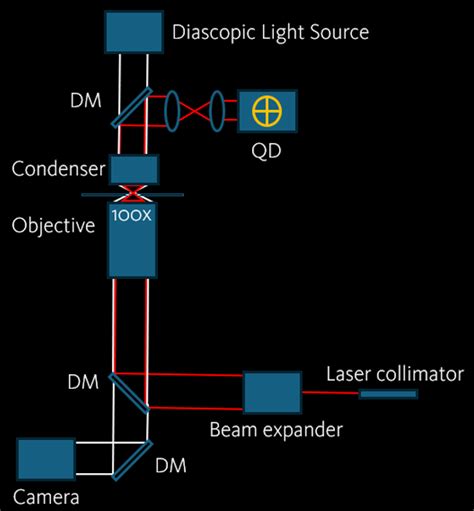 Optical Trapping Basic Theory And Applications