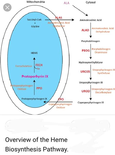 Heme Biosynthesis Pathway Overview