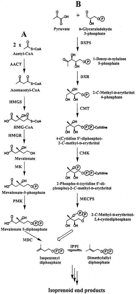 Isoprenoid Biosynthesis The Evolution Of Two Ancient And Distinct