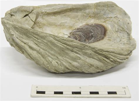 Fossil Oyster Puke Ariki