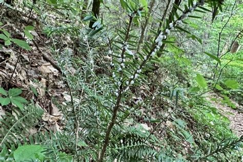 Hemlock Conservation Karl C Fetter PhD
