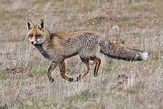 Vulpes Vulpes Wikipedia La Enciclopedia Libre