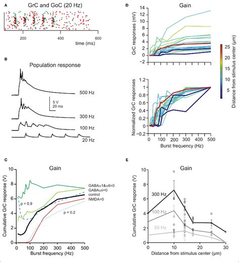 Figure 7 From A Realistic Large Scale Model Of The Cerebellum Granular Layer Predicts Circuit