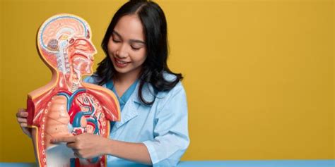 Fungsi Paru Paru Menjaga Hidupmu Tetap Berjalan