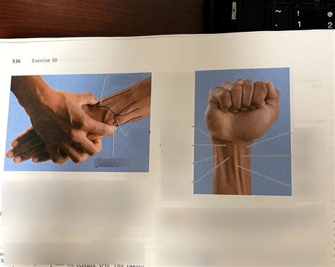 Bio 228 Surface Anatomy Diagram Quizlet