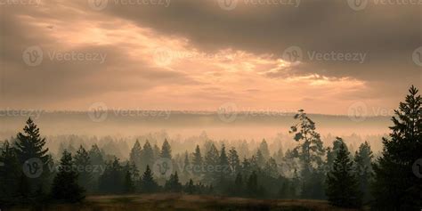Golden Sunlight Illuminates A Mysterious Evergreen Forest Covered In
